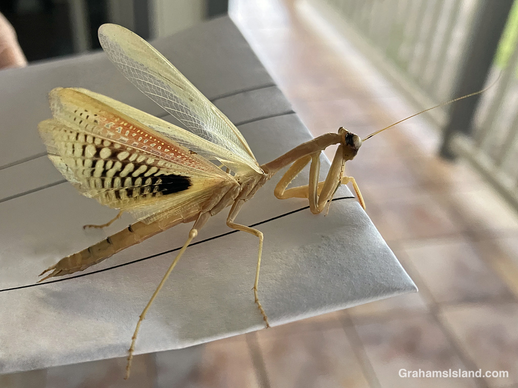 A wing and a prayer | Graham's Island