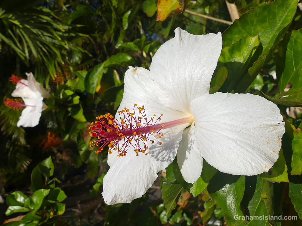 White hibiscus | Graham's Island
