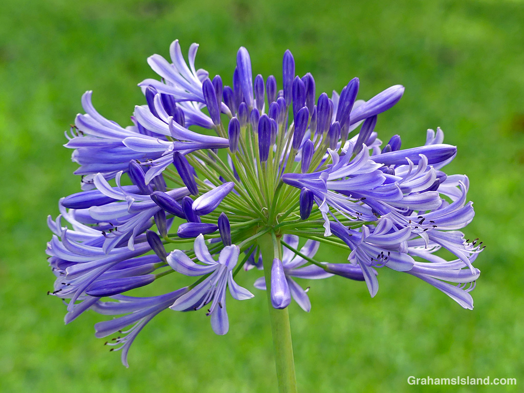 Agapanthus got the blues | Graham's Island