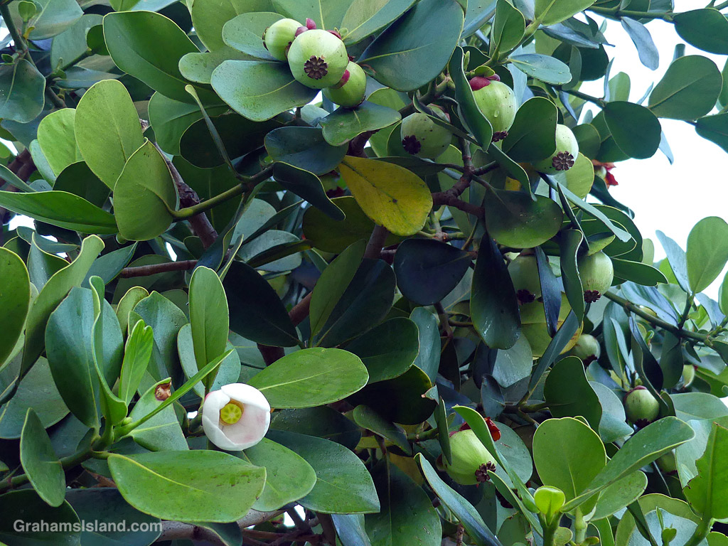 Autograph tree | Graham's Island