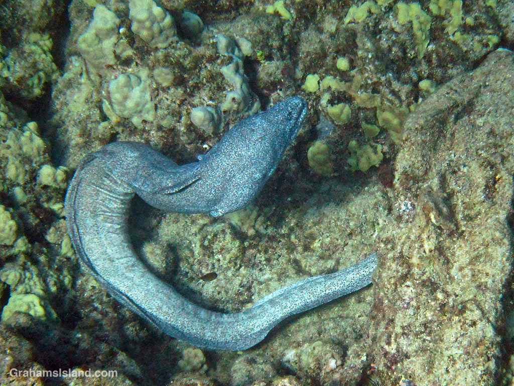 Peppered Moray Eel | Graham's Island