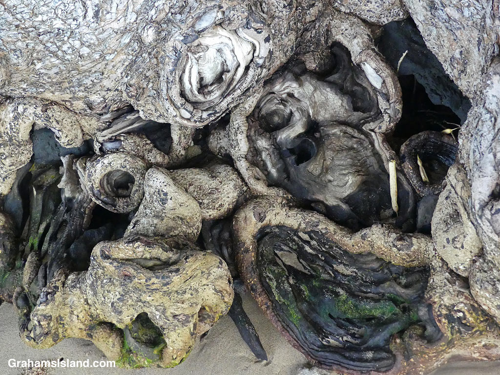 Abstracts: Tree roots | Graham's Island