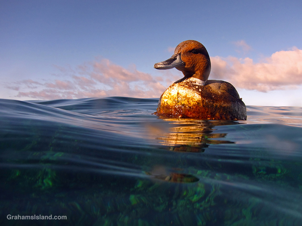 Not all it’s quacked up to be | Graham's Island