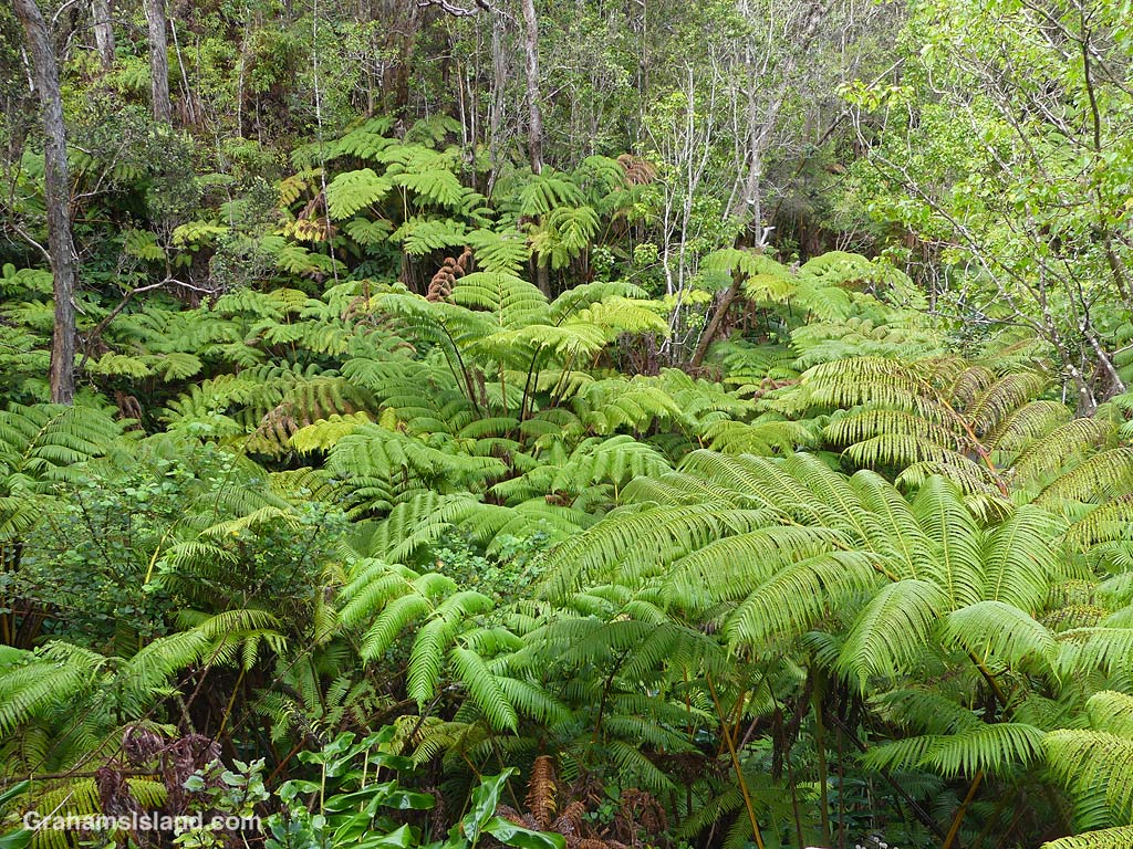 Fern canopy | Graham's Island