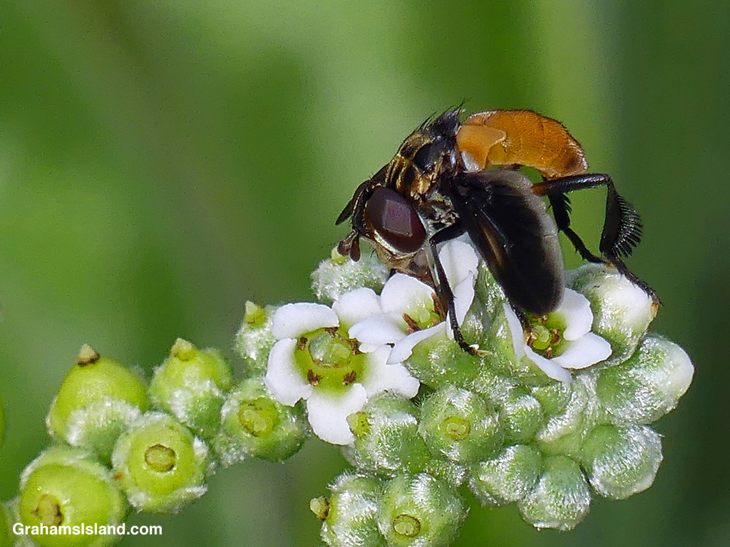 Feather-legged Fly | Graham's Island
