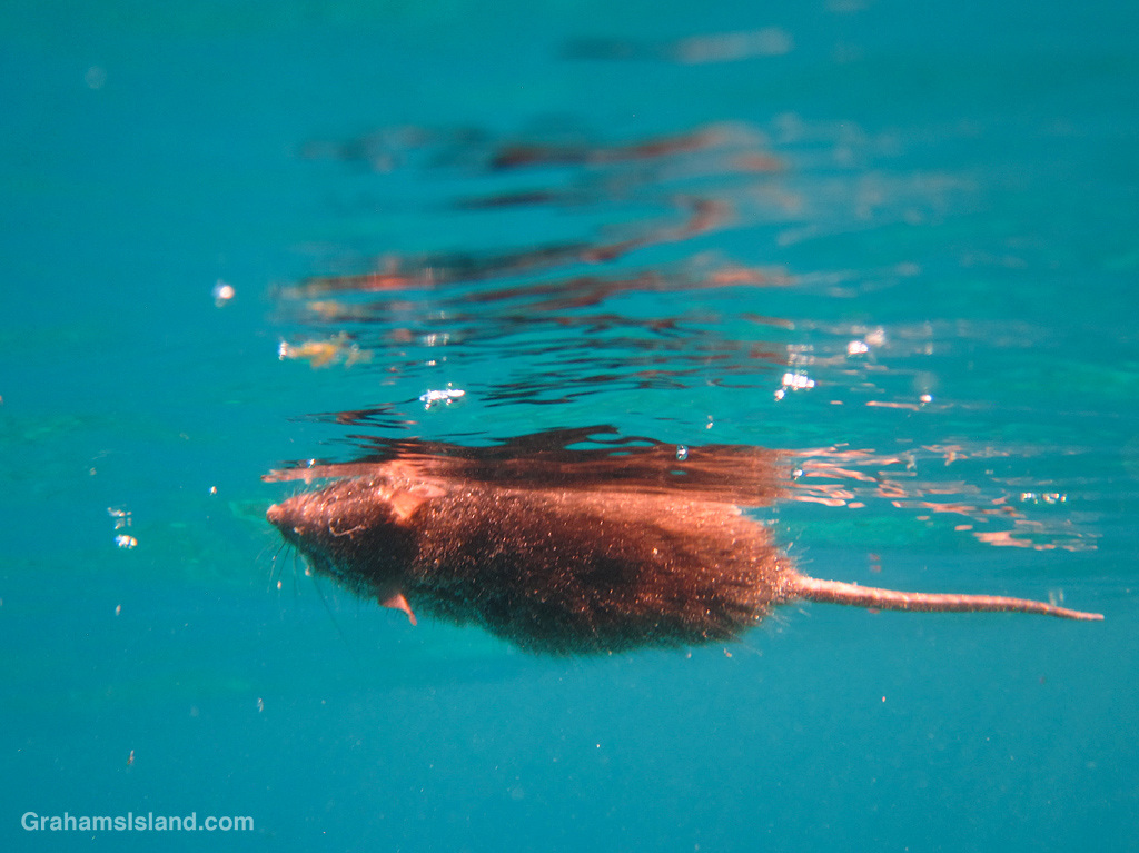 Drowned rat | Graham's Island