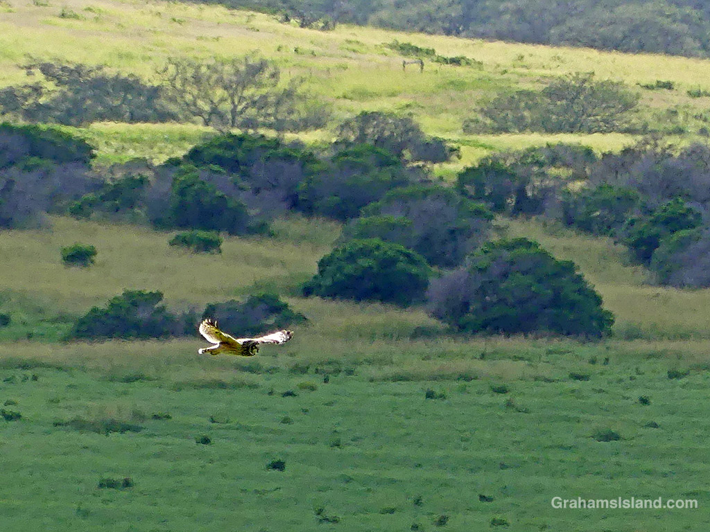 Pueo on the wing | Graham's Island