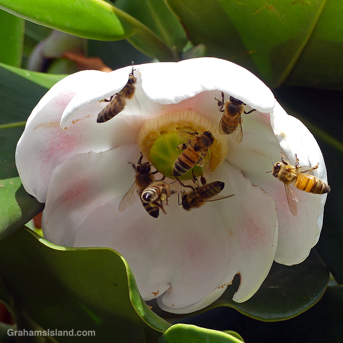 Autograph collectors | Graham's Island