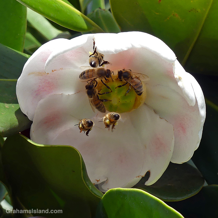 Autograph collectors | Graham's Island