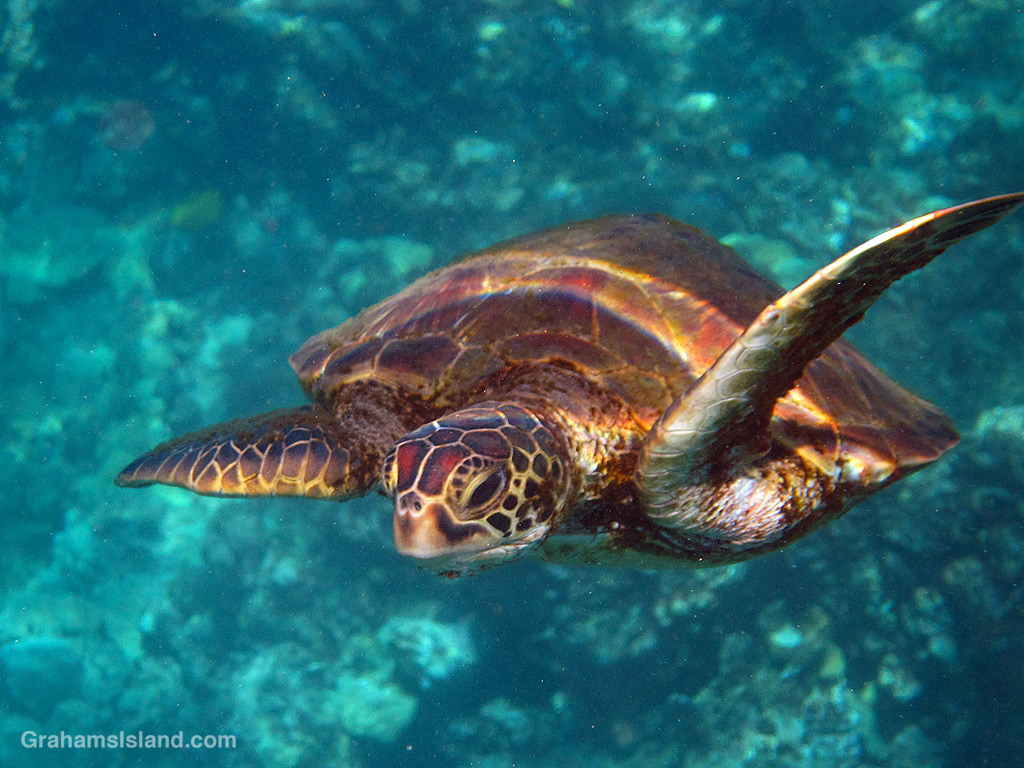 A curious Green Turtle | Graham's Island