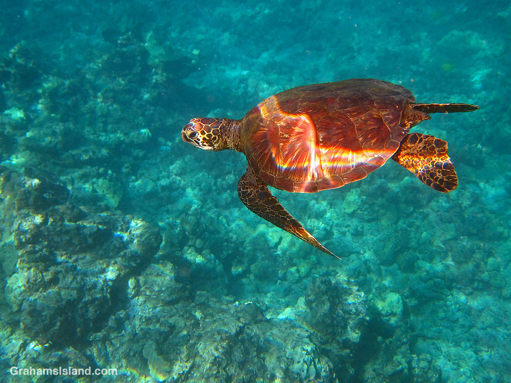 A curious Green Turtle | Graham's Island