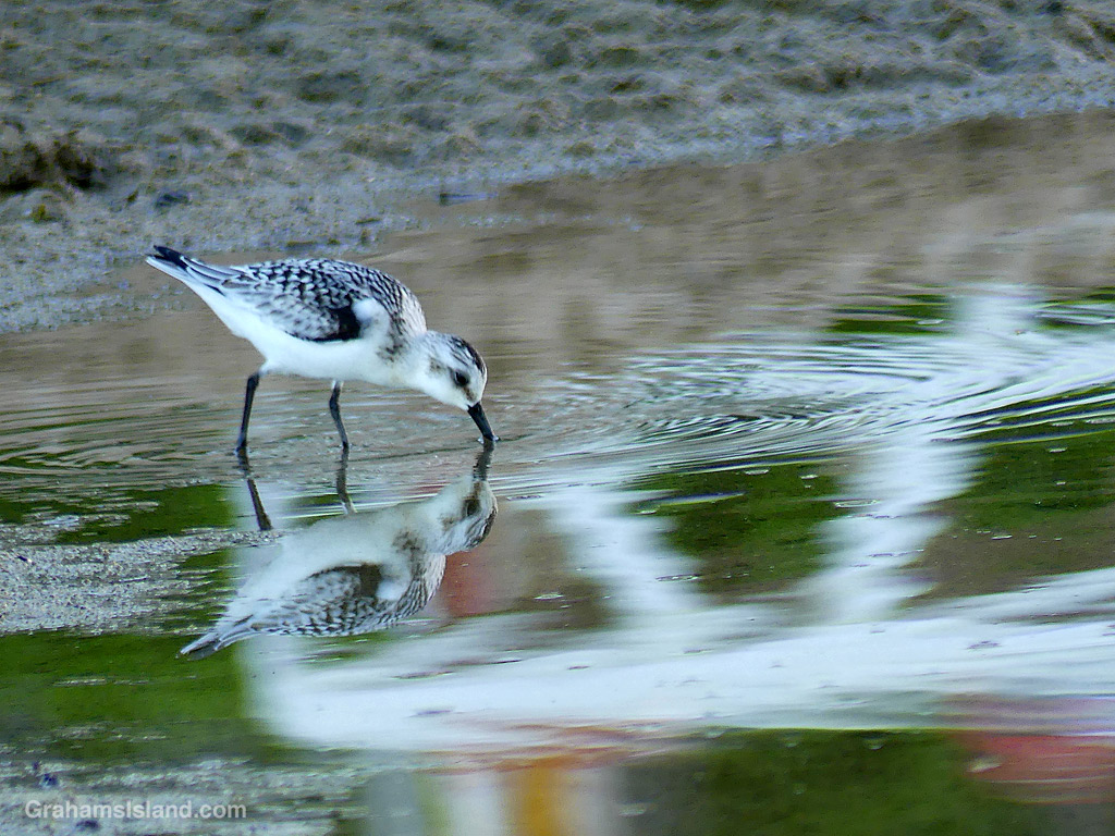 Sanderling | Graham's Island