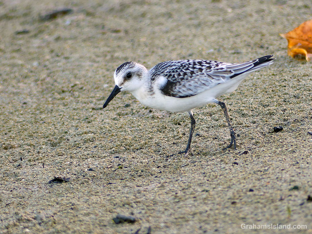Sanderling | Graham's Island