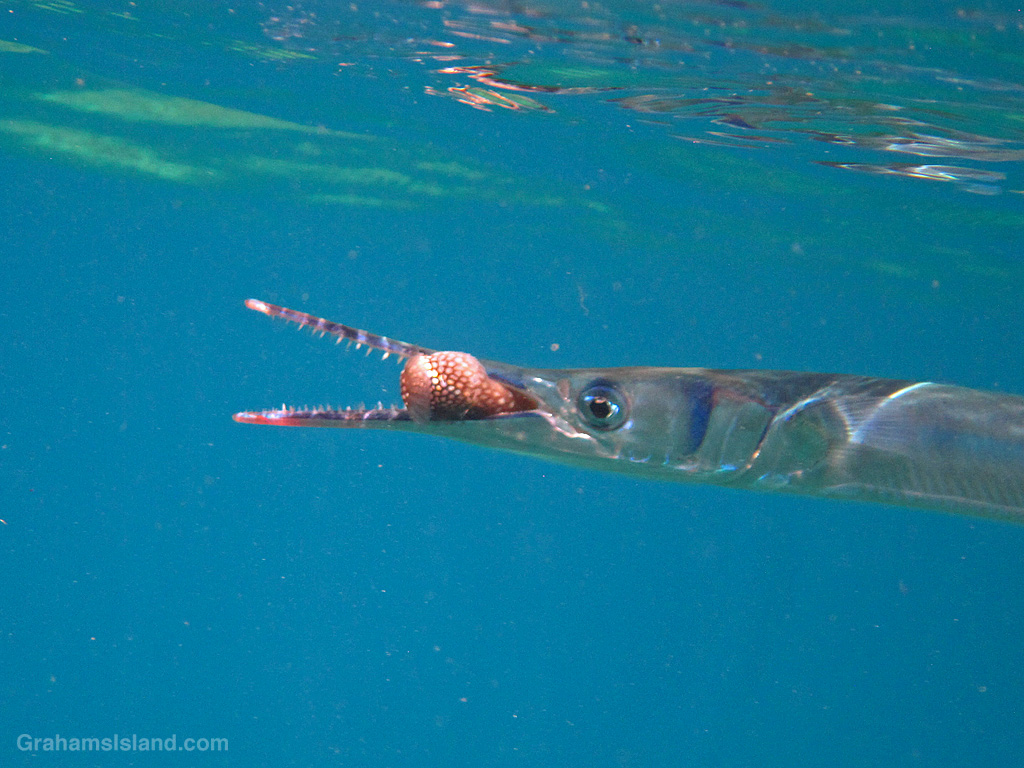It’s a fish eat fish world | Graham's Island