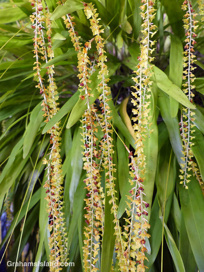 Dendrochilum Filiforme orchid | Graham's Island