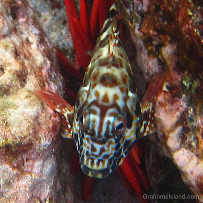 Stocky Hawkfish | Graham's Island