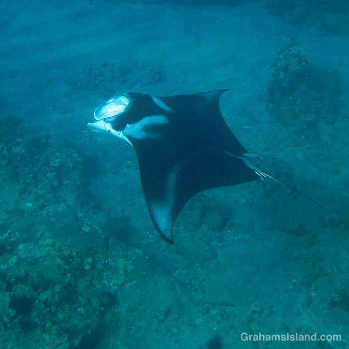 Manta Ray moment | Graham's Island