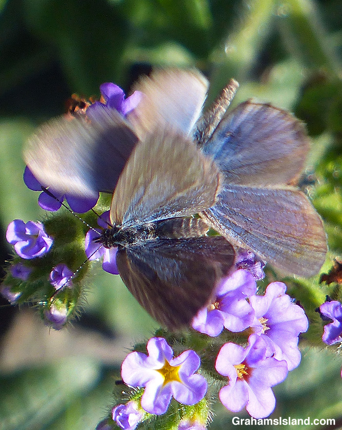 Lesser Grass Blue Butterflies | Graham's Island